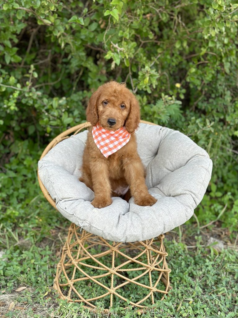 Orange Checkered Boy-Medium F1 » Lonestar Doodles