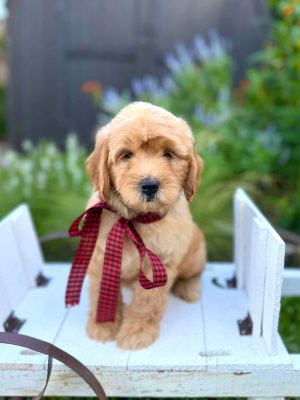 Available Doodles » Lonestar Doodles