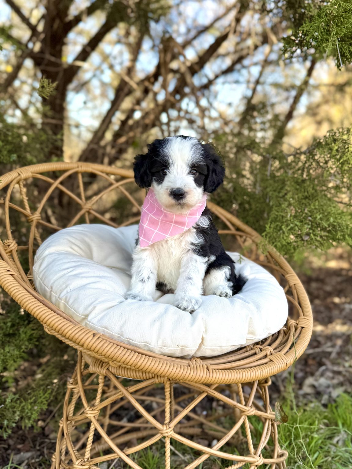 Available Doodles » Lonestar Doodles