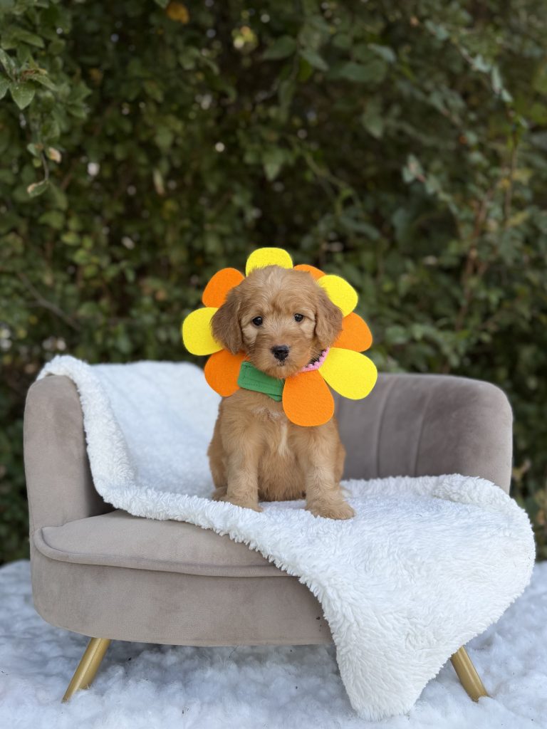 Flower Girl-Medium F1 » Lonestar Doodles